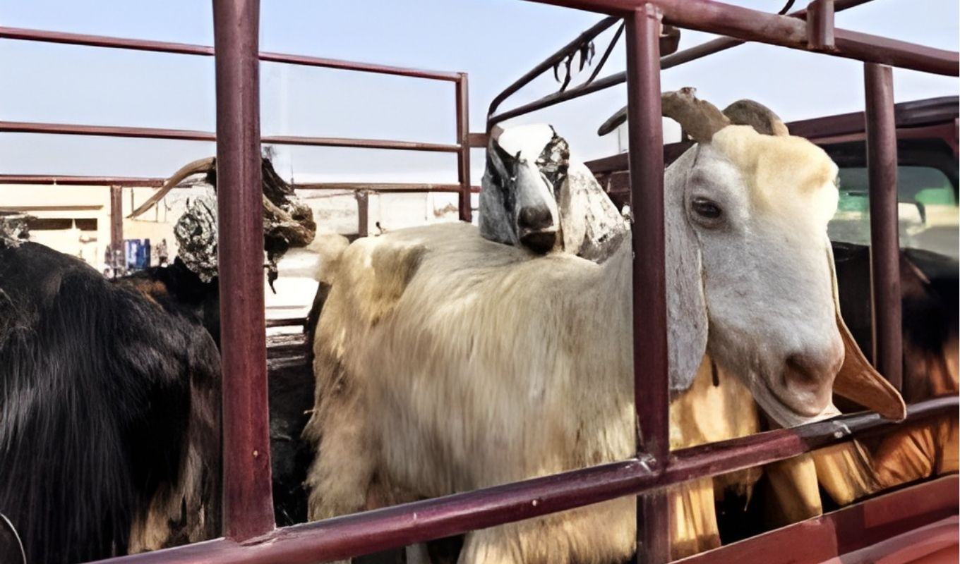 Indonesia to import livestock for Ramadan. - Khaborwala | The World ...